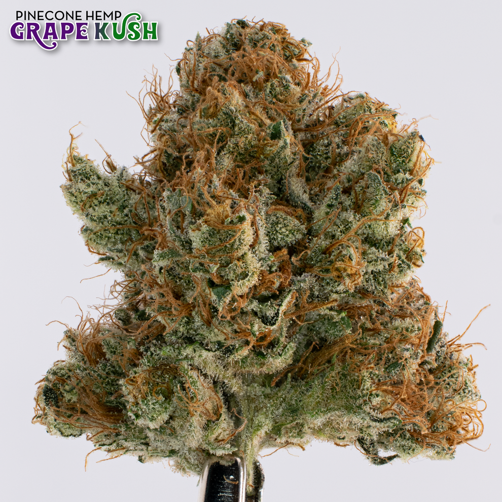 Grape Kush – Pinecone